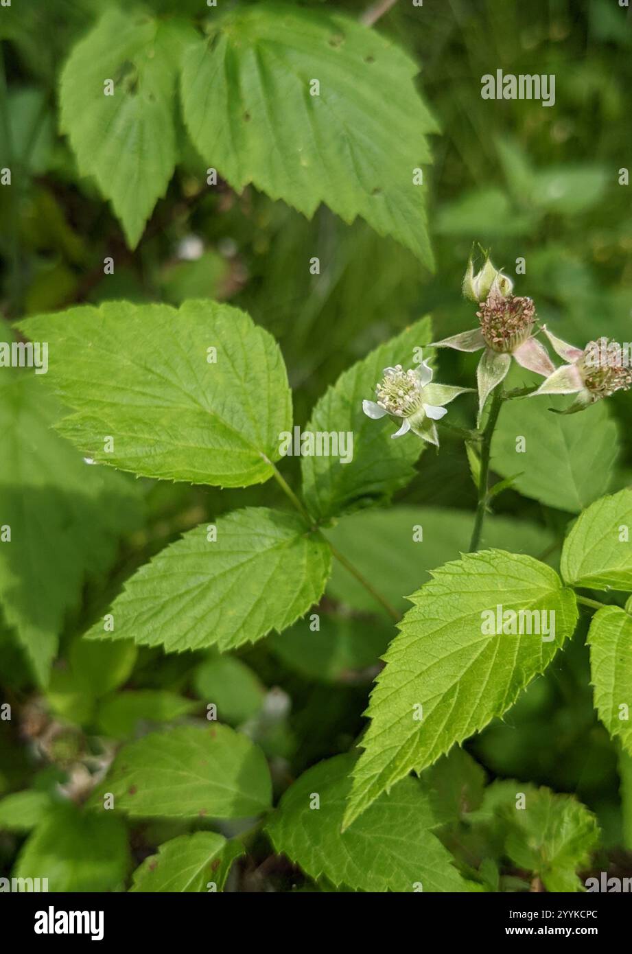 black raspberry (Rubus occidentalis Stock Photo - Alamy