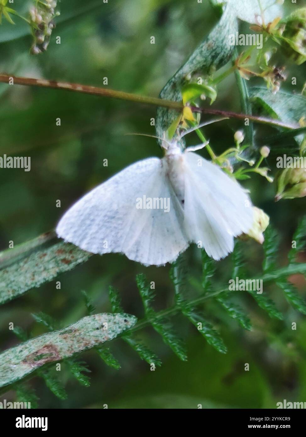 Common White Wave (Cabera pusaria Stock Photo - Alamy