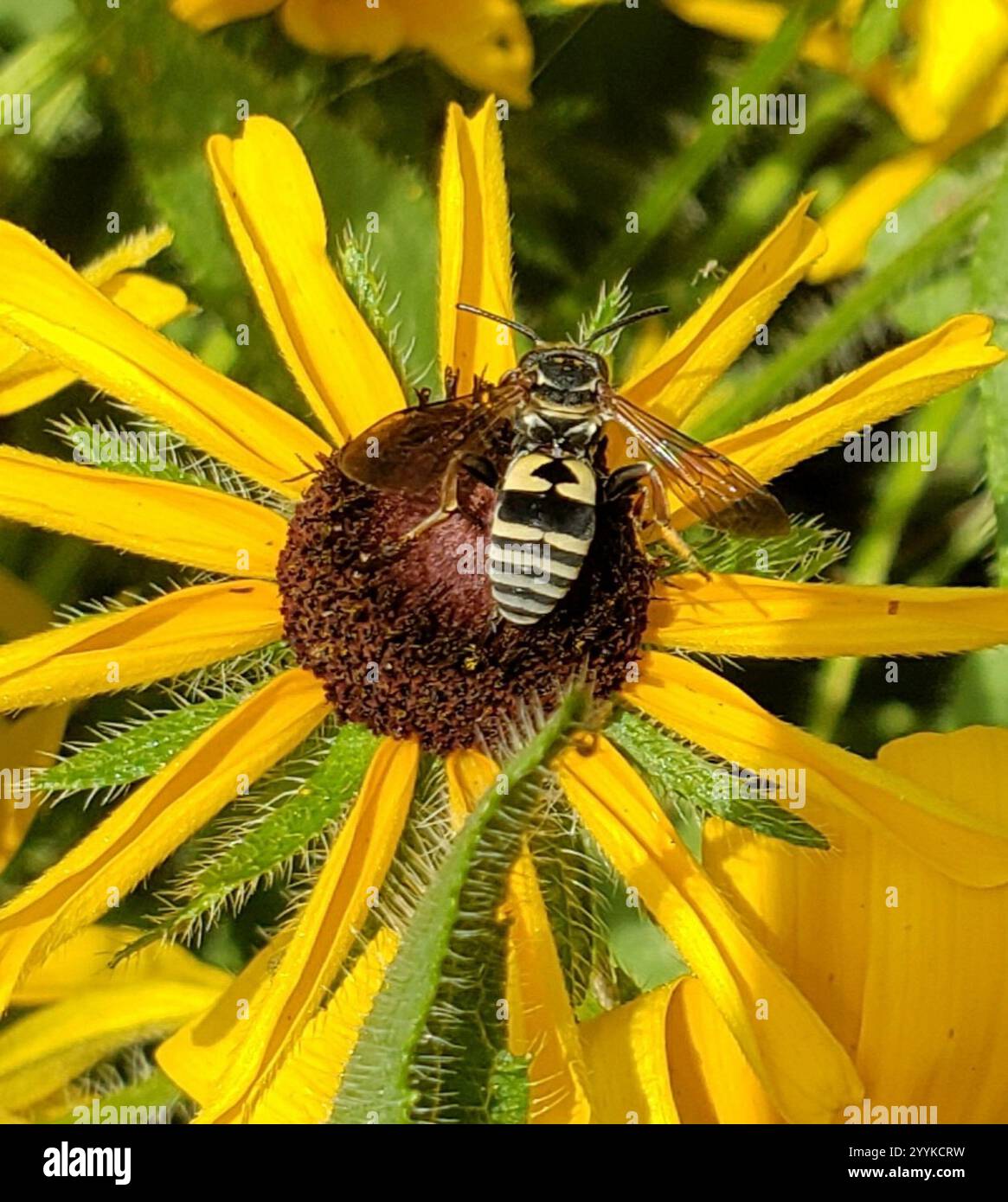 Lunate Longhorn-cuckoo Bee (Triepeolus lunatus Stock Photo - Alamy