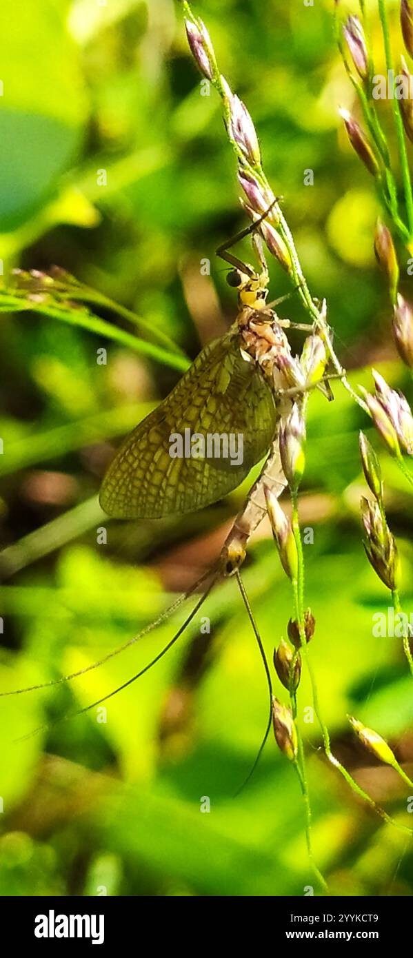 Drake Mackerel (Ephemera vulgata Stock Photo - Alamy
