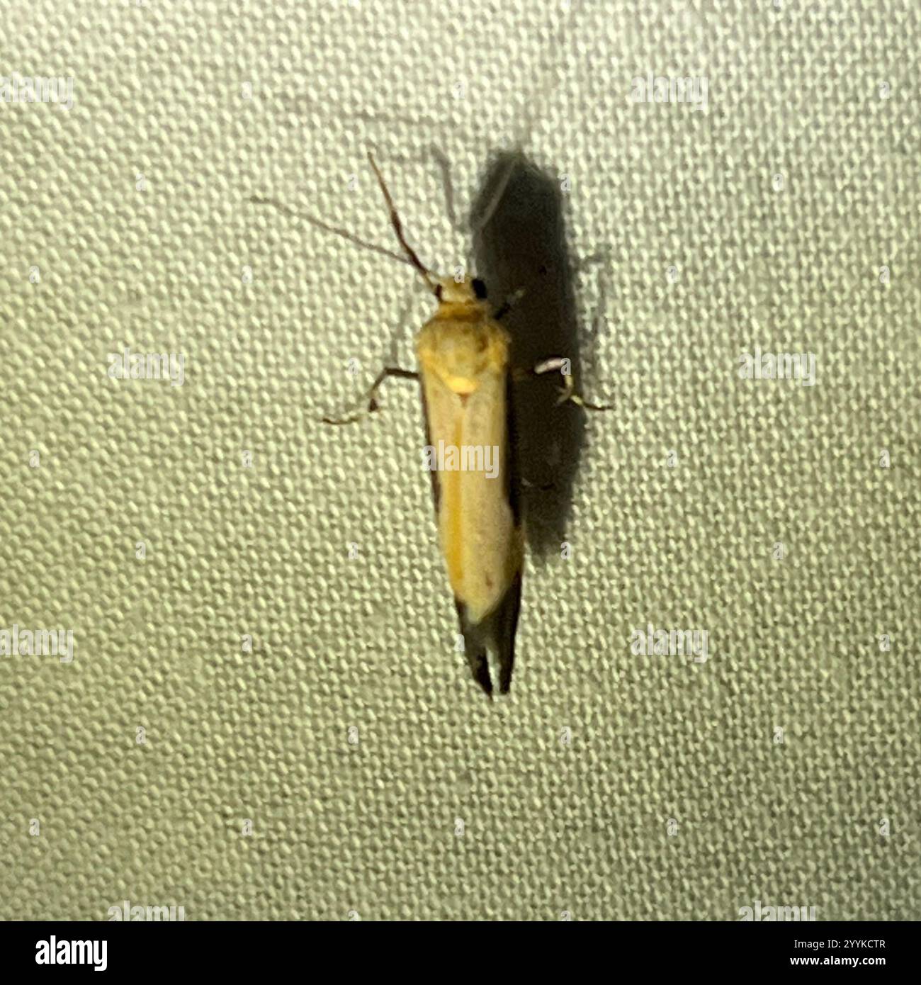 Pictured Lichen Moth (Cisthene picta Stock Photo - Alamy