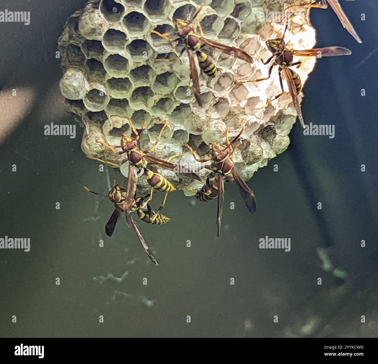 Guinea Paper Wasp (Polistes exclamans Stock Photo - Alamy