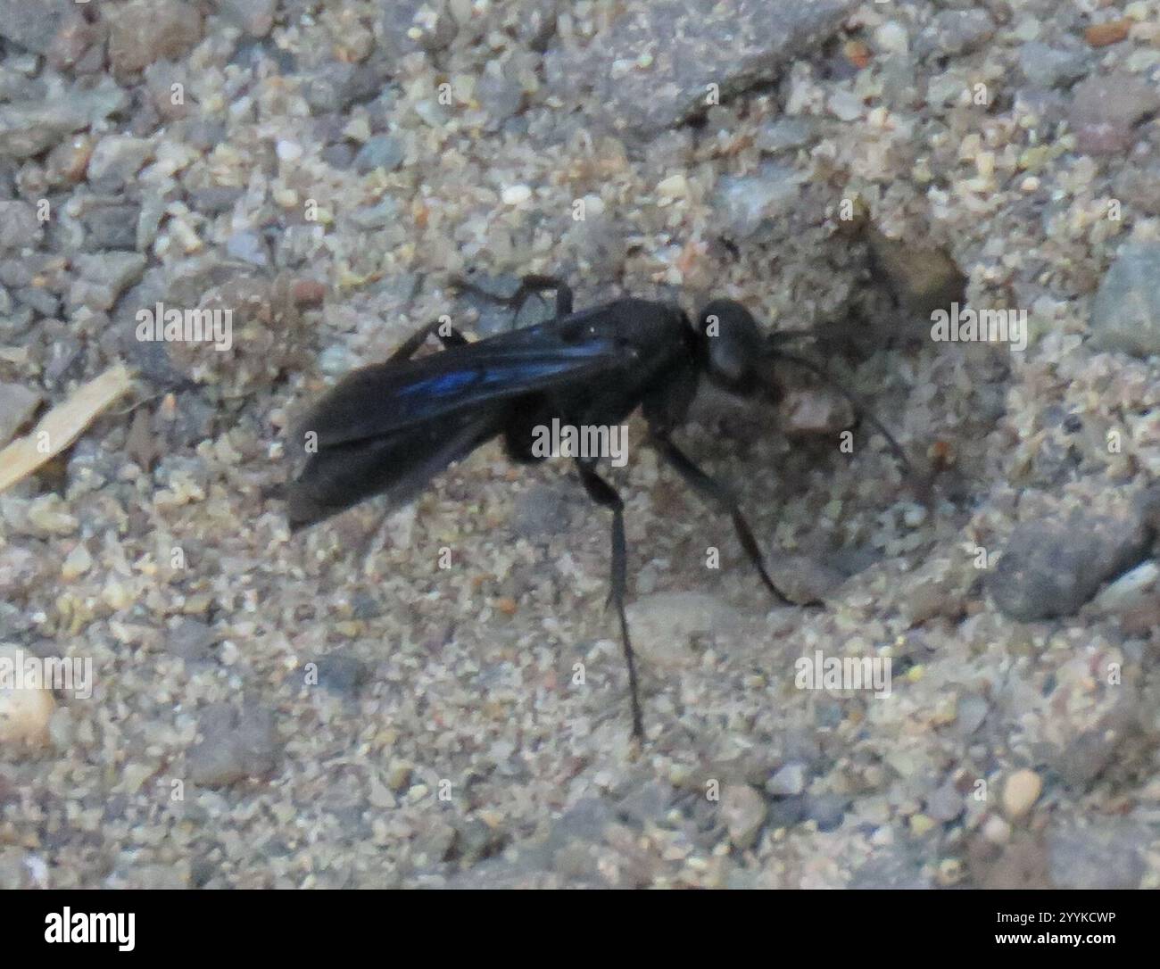 Spider Wasps (Pompilidae Stock Photo - Alamy
