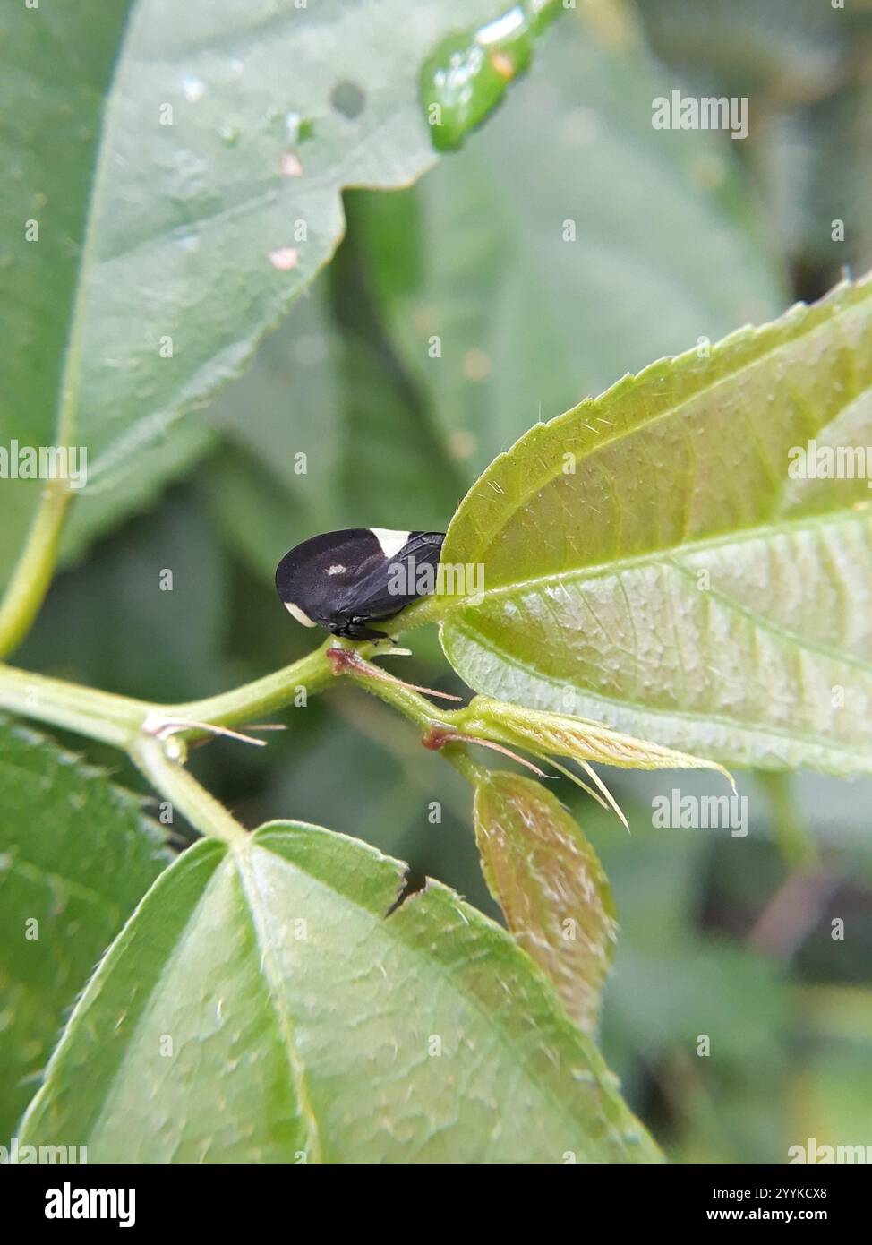 Membracis hi-res stock photography and images - Alamy