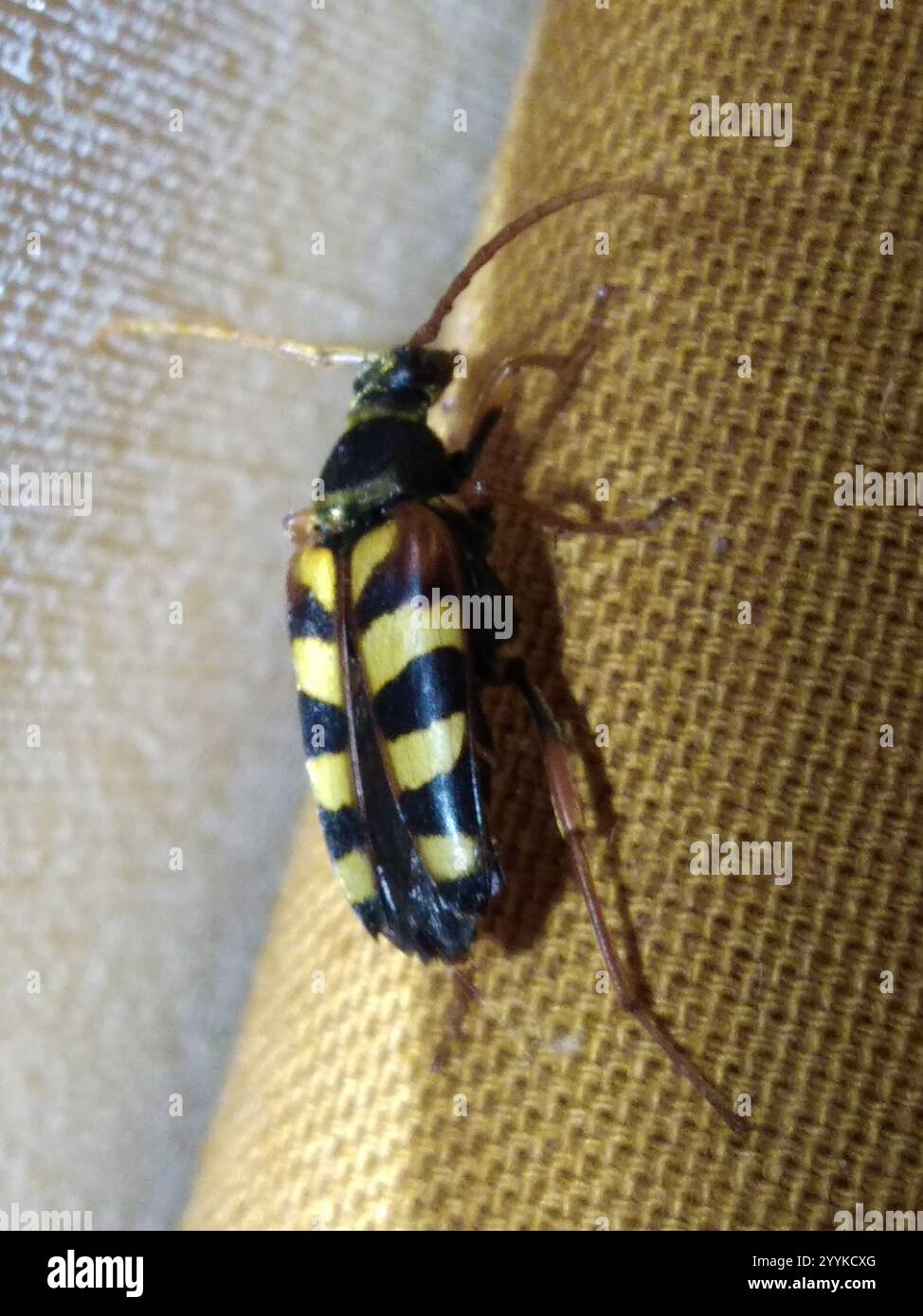 hornet beetle (Leptura aurulenta Stock Photo - Alamy