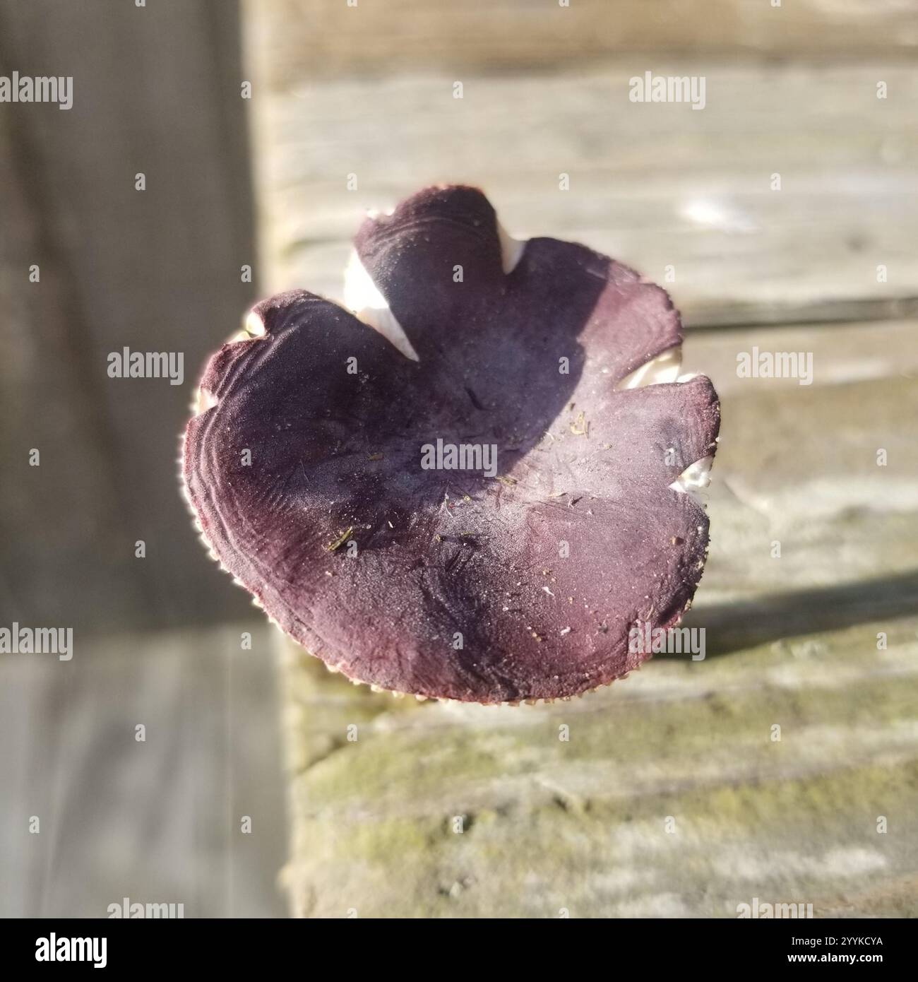 purple-bloom russula (Russula mariae Stock Photo - Alamy
