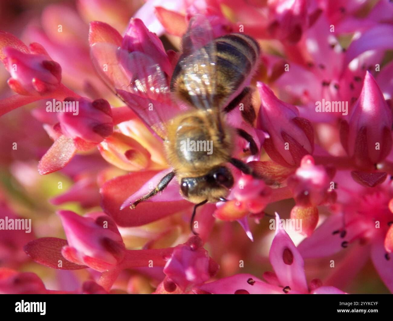 Western Honey Bee (Apis mellifera Stock Photo - Alamy