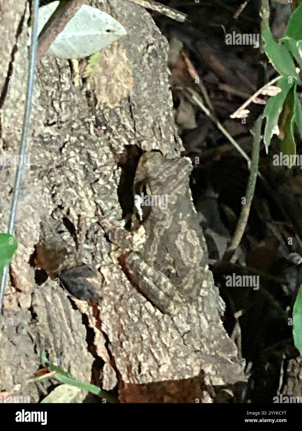 Grey foam nest frog hi-res stock photography and images - Alamy