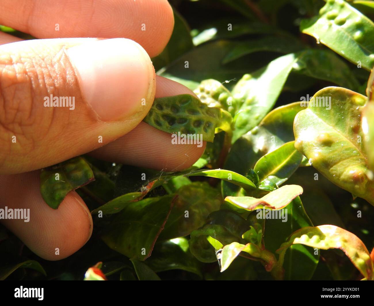 Syzygium Leaf Psyllid (Trioza adventicia Stock Photo - Alamy