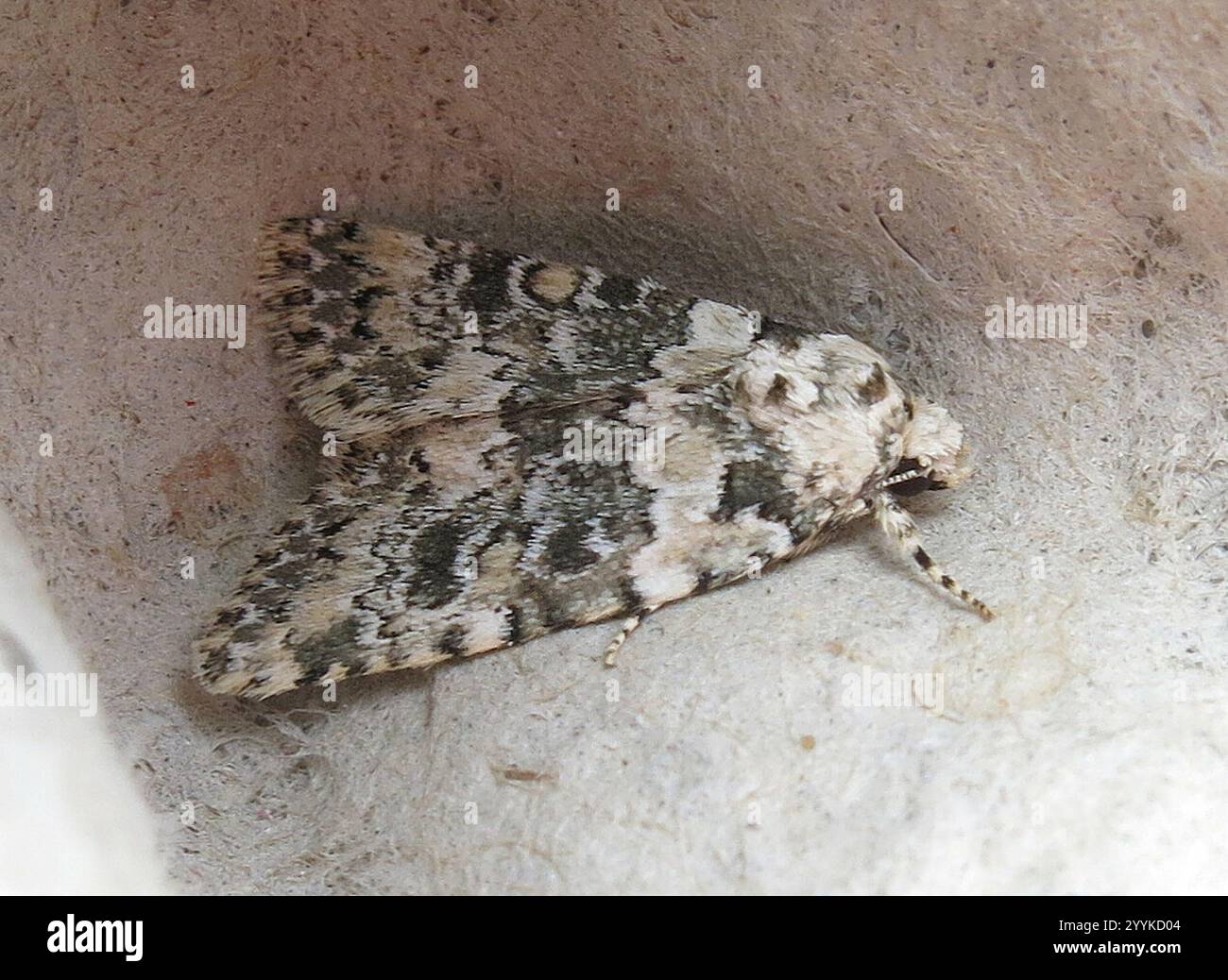 Marbled Beauty (Bryophila domestica Stock Photo - Alamy