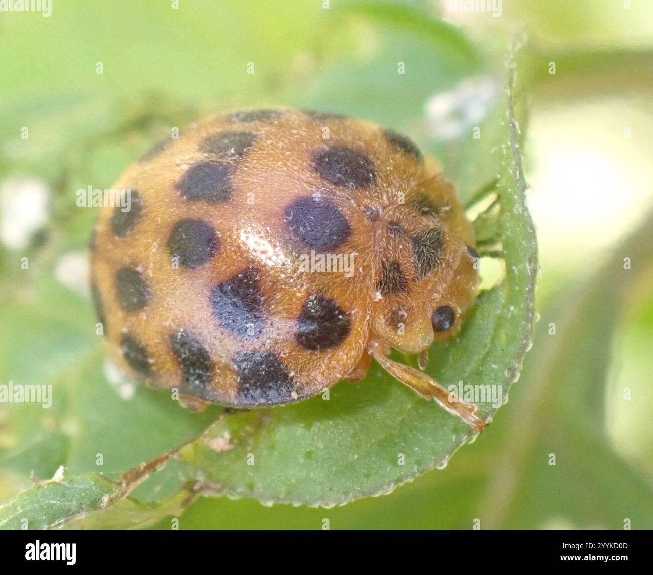 Hadda Beetle (Henosepilachna vigintioctopunctata Stock Photo - Alamy