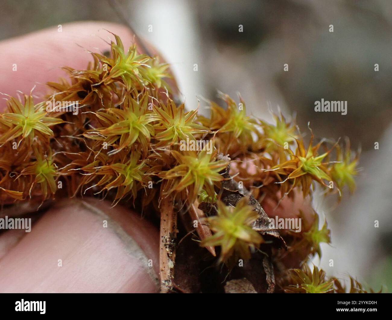 Star Moss (Syntrichia ruralis Stock Photo - Alamy