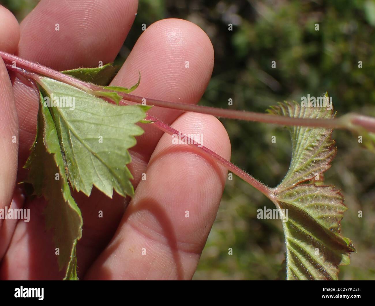 dwarf raspberry (Rubus pubescens Stock Photo - Alamy