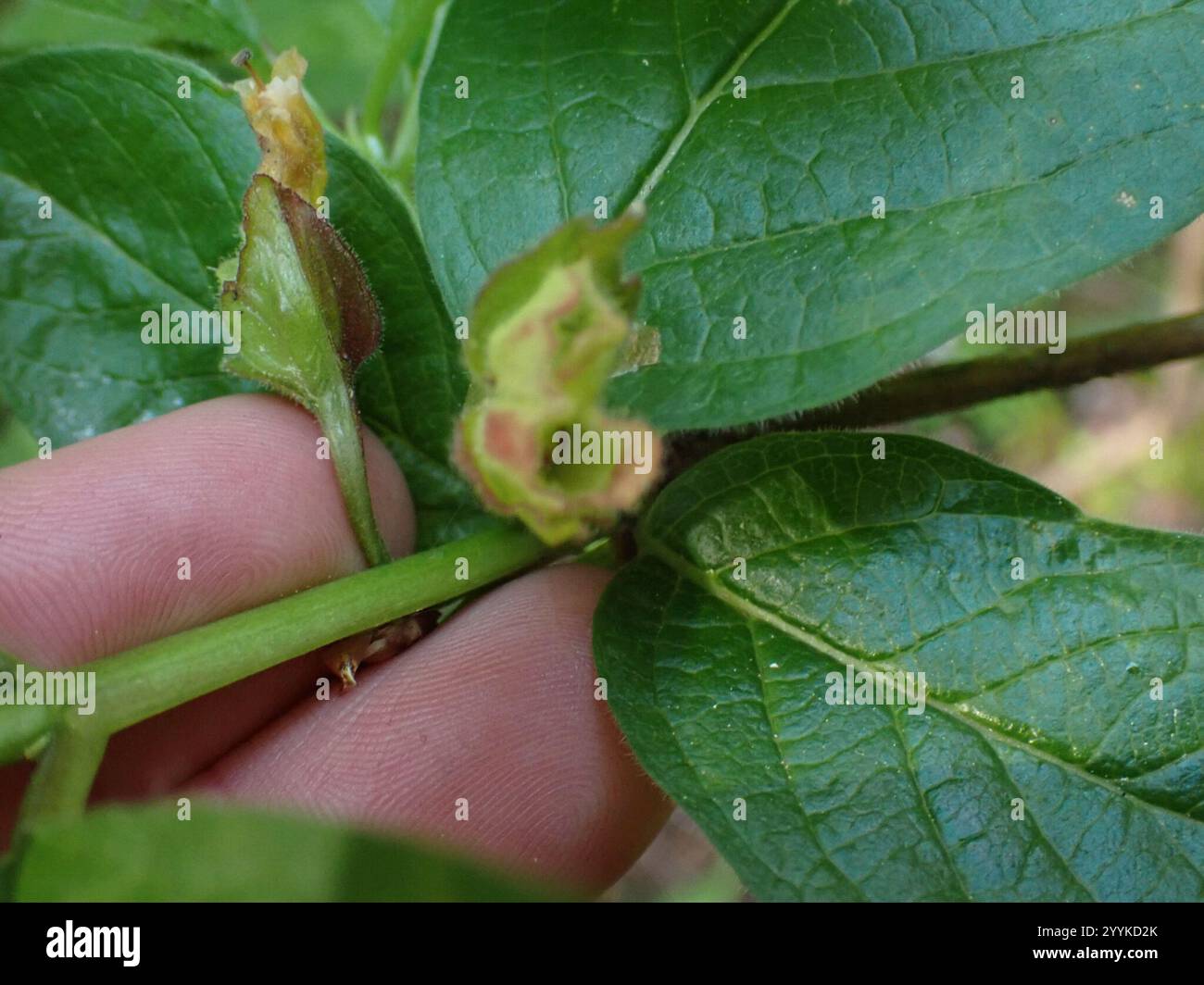 twinberry honeysuckle (Lonicera involucrata Stock Photo - Alamy