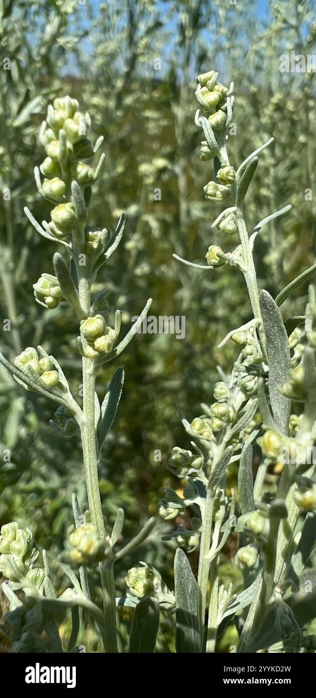 absinthe wormwood (Artemisia absinthium Stock Photo - Alamy