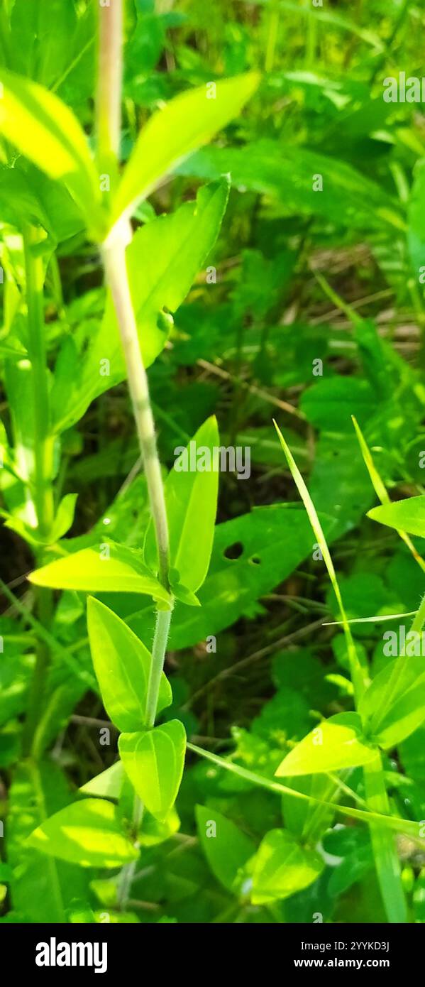 evening lychnis (Silene latifolia alba Stock Photo - Alamy