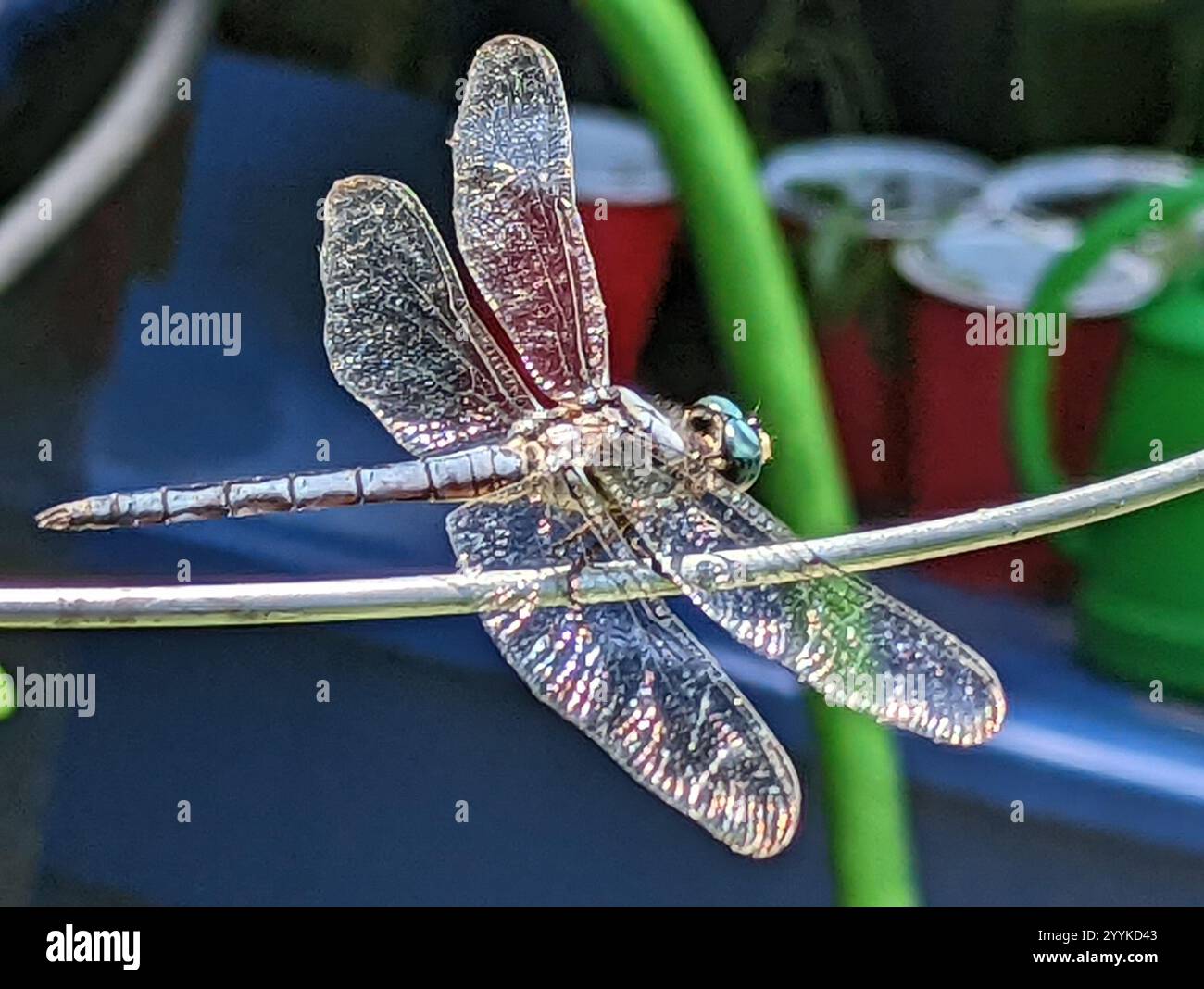 Great Blue Skimmer (Libellula vibrans Stock Photo - Alamy
