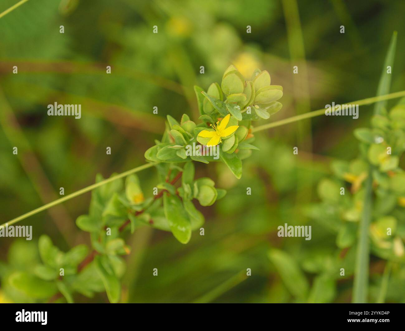 St. Andrew's cross (Hypericum hypericoides Stock Photo - Alamy