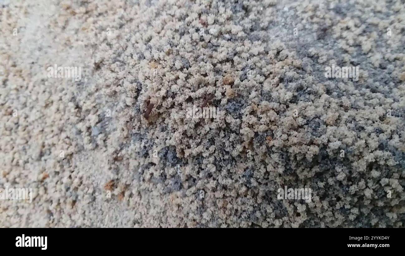 Northern Fungus-farming Ant (Trachymyrmex septentrionalis Stock Photo ...