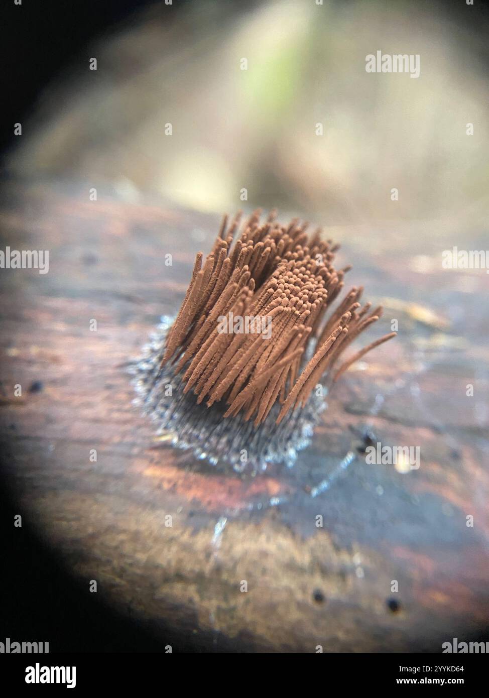 chocolate tube slime (Stemonitis splendens Stock Photo - Alamy