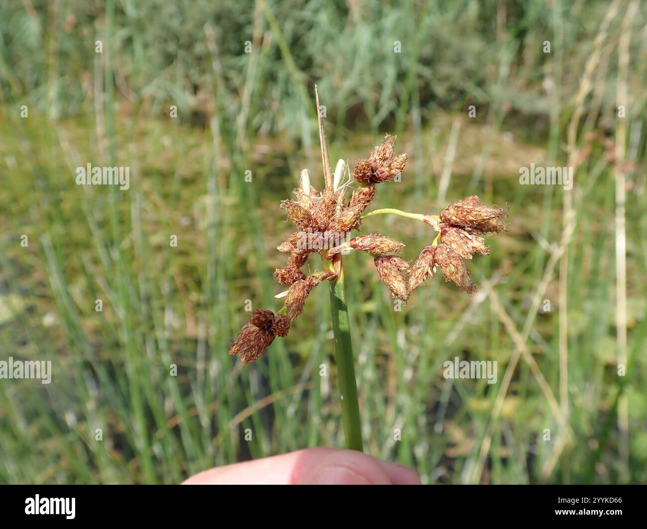 soft-stemmed bulrush (Schoenoplectus tabernaemontani Stock Photo - Alamy