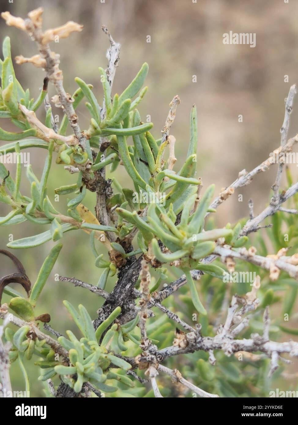 Greasewood (Sarcobatus vermiculatus Stock Photo - Alamy