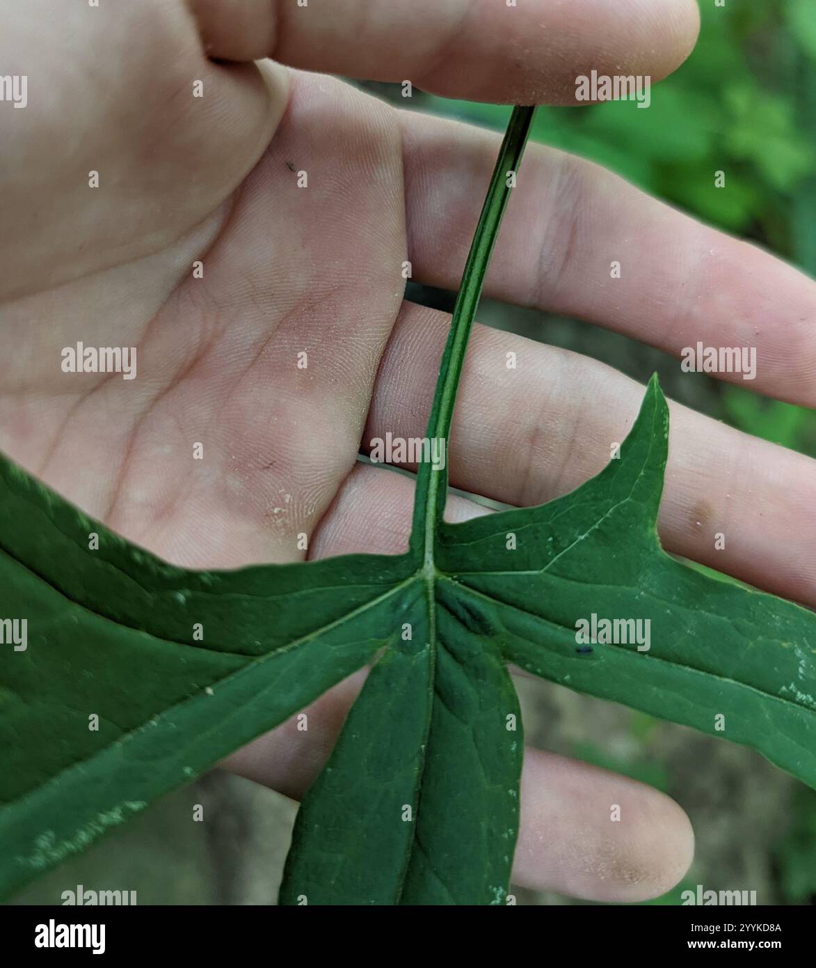 tall rattlesnake root (Nabalus altissimus Stock Photo - Alamy