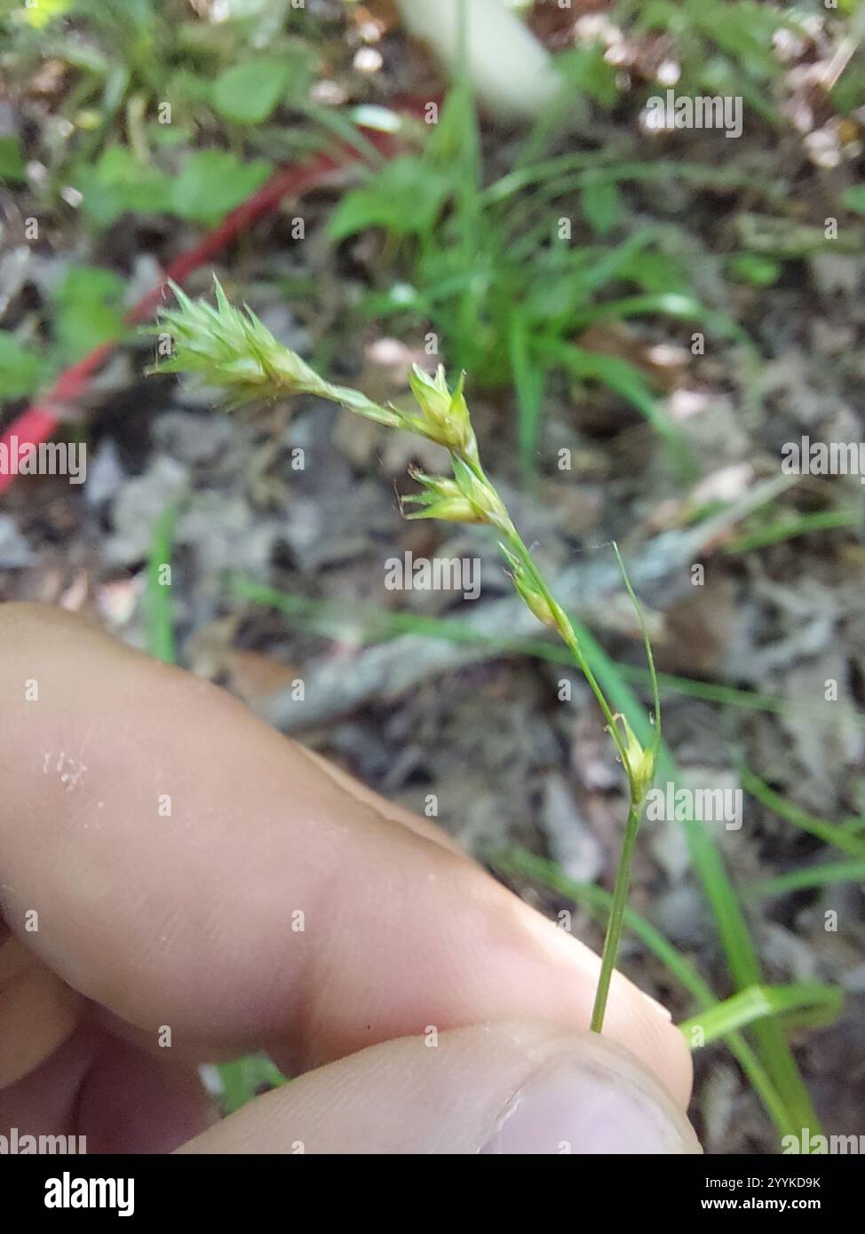 true sedges (Carex Stock Photo - Alamy