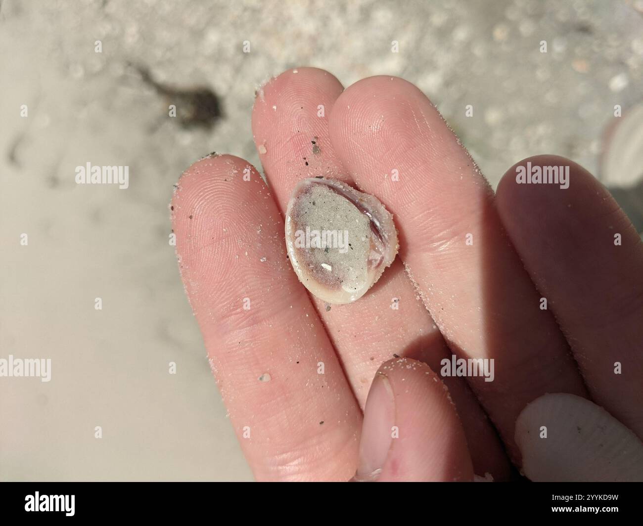 Cross-barred Venus (Chione elevata Stock Photo - Alamy
