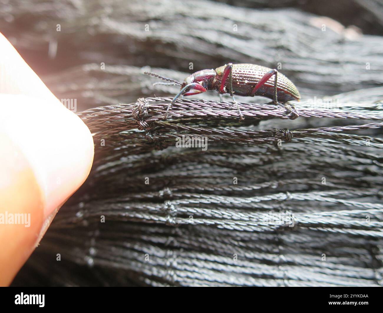 Strongylium hi-res stock photography and images - Alamy