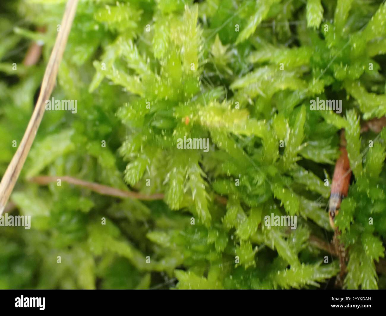 Sphagnum mosses (Sphagnum Stock Photo - Alamy