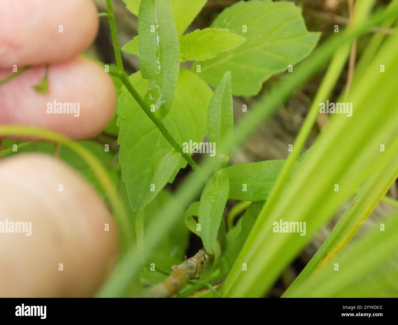 water forget-me-not (Myosotis scorpioides Stock Photo - Alamy