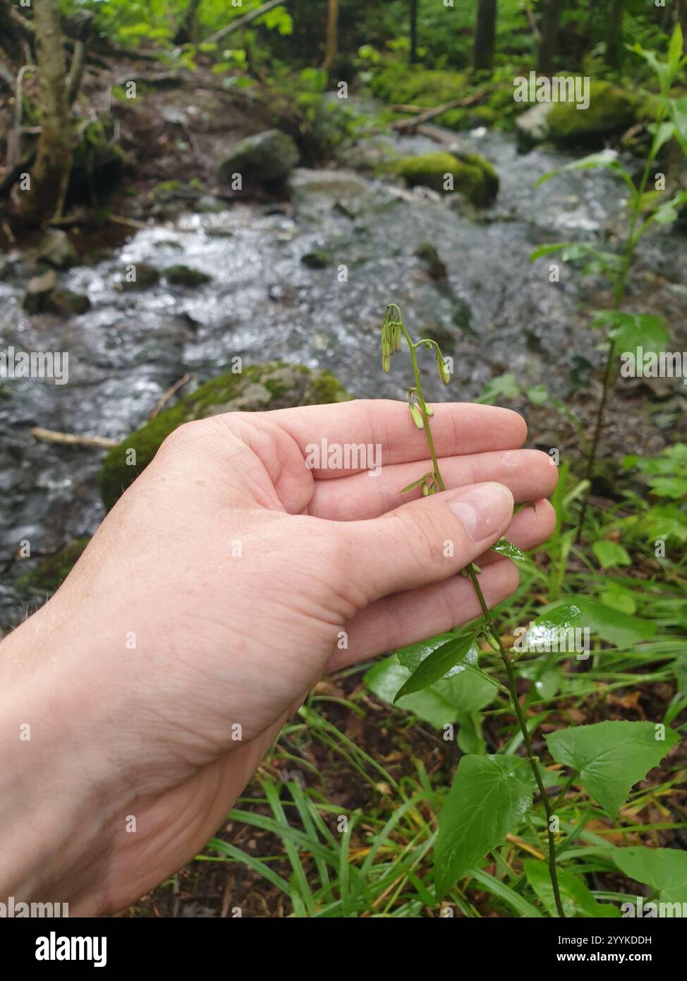 tall rattlesnake root (Nabalus altissimus Stock Photo - Alamy