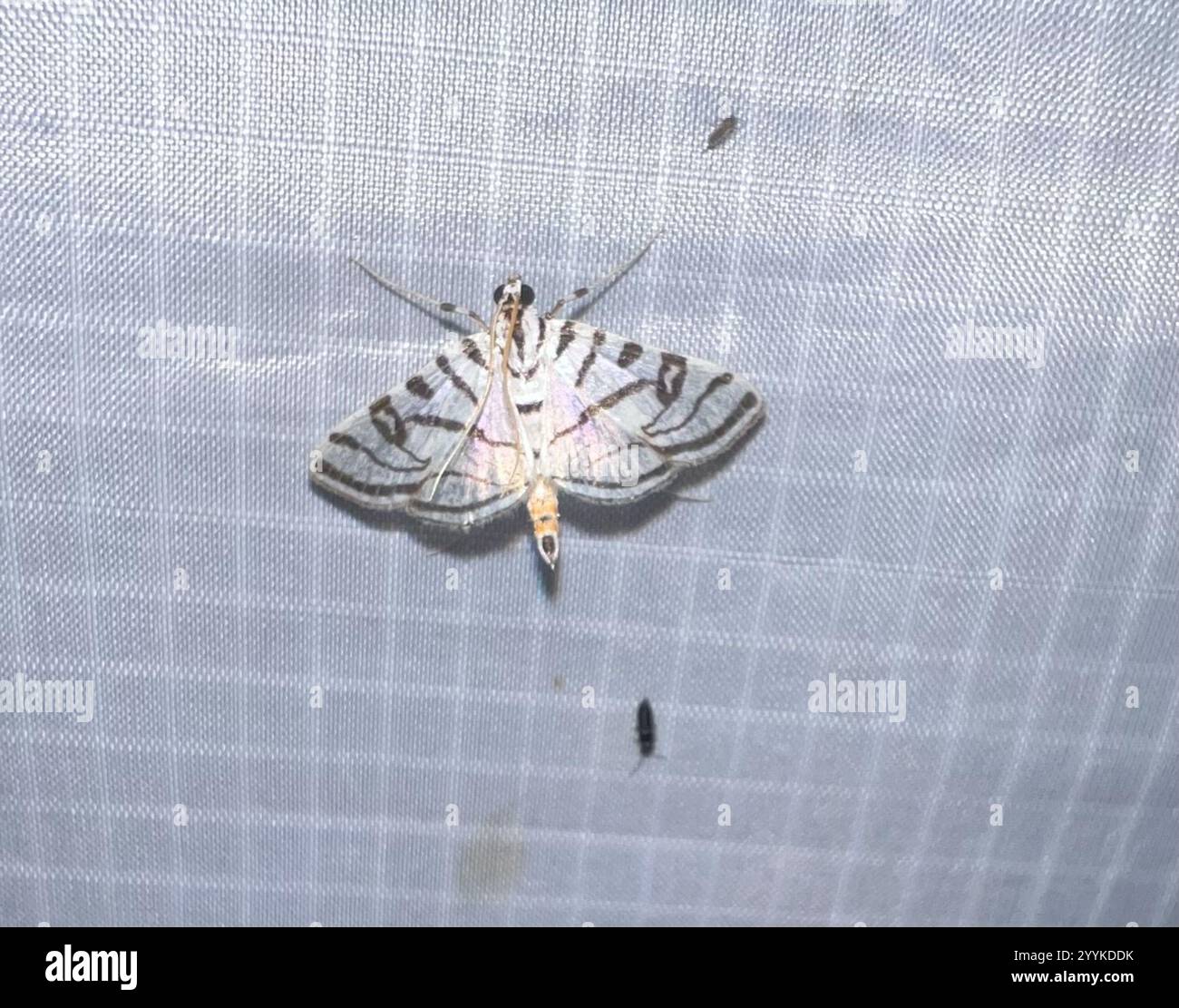 Zebra Conchylodes Moth (Conchylodes ovulalis Stock Photo - Alamy