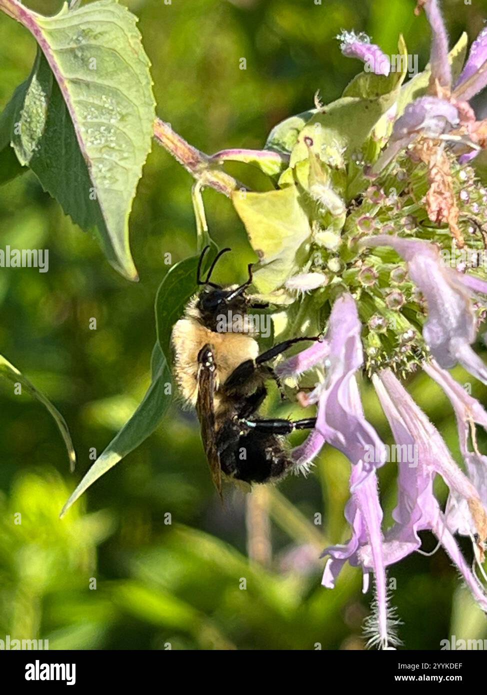 Common Eastern Bumble Bee (Bombus impatiens Stock Photo - Alamy