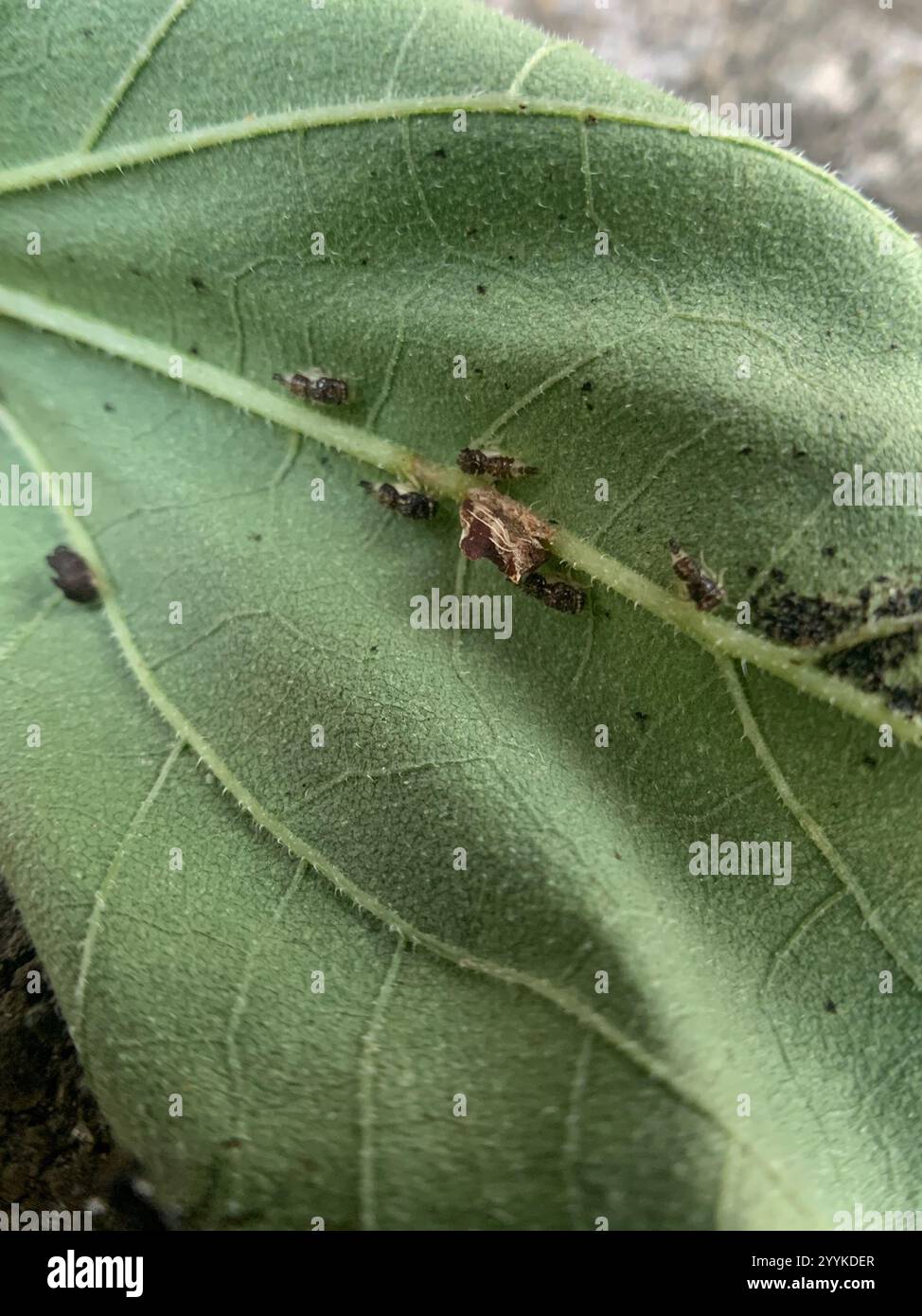 Keeled Treehopper (Entylia carinata Stock Photo - Alamy