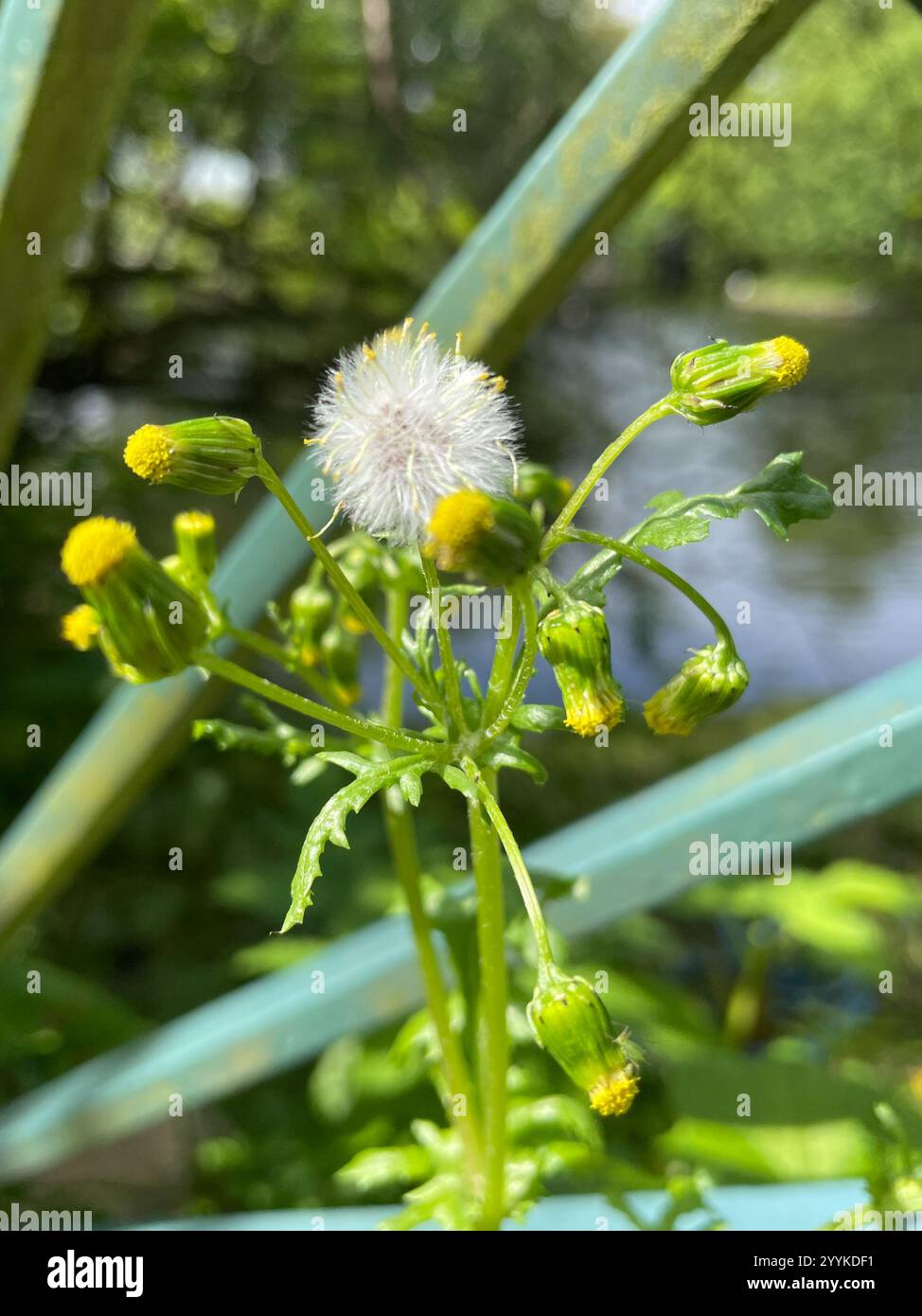 common groundsel (Senecio vulgaris Stock Photo - Alamy