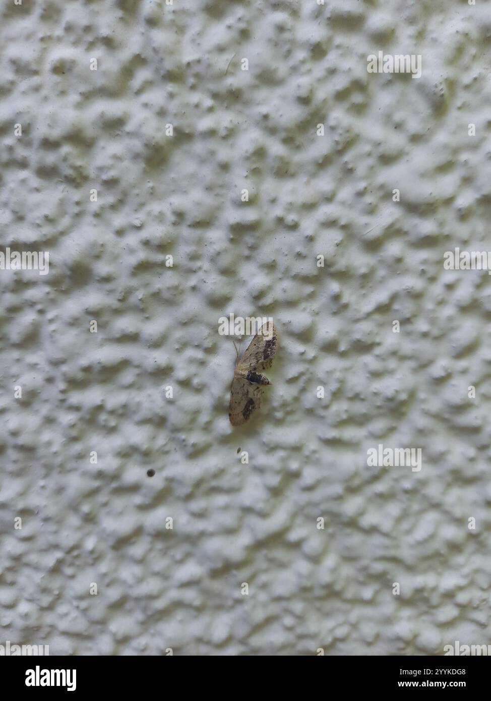 Single-dotted Wave (Idaea dimidiata Stock Photo - Alamy