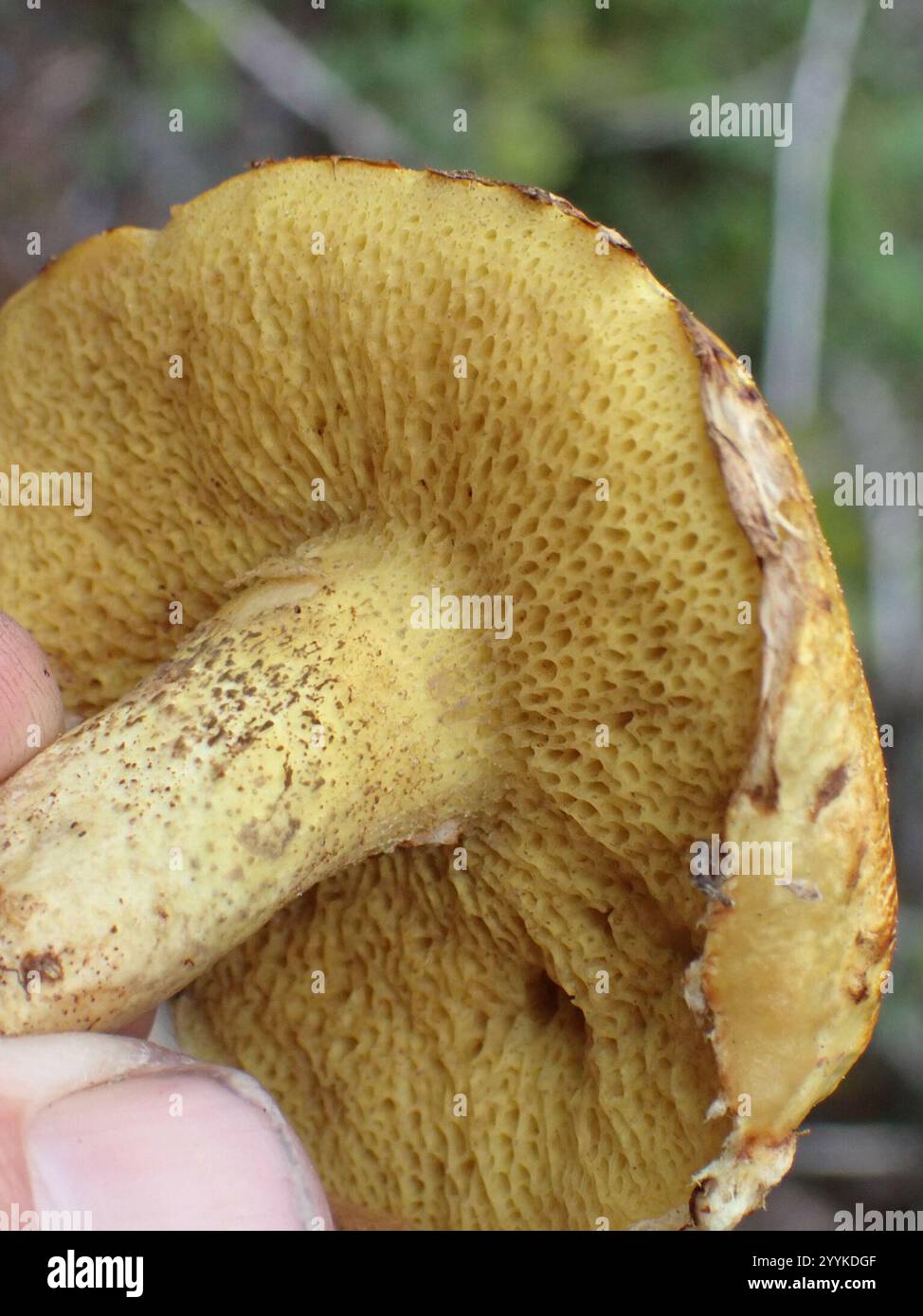 Slippery Jacks (Suillus Stock Photo - Alamy
