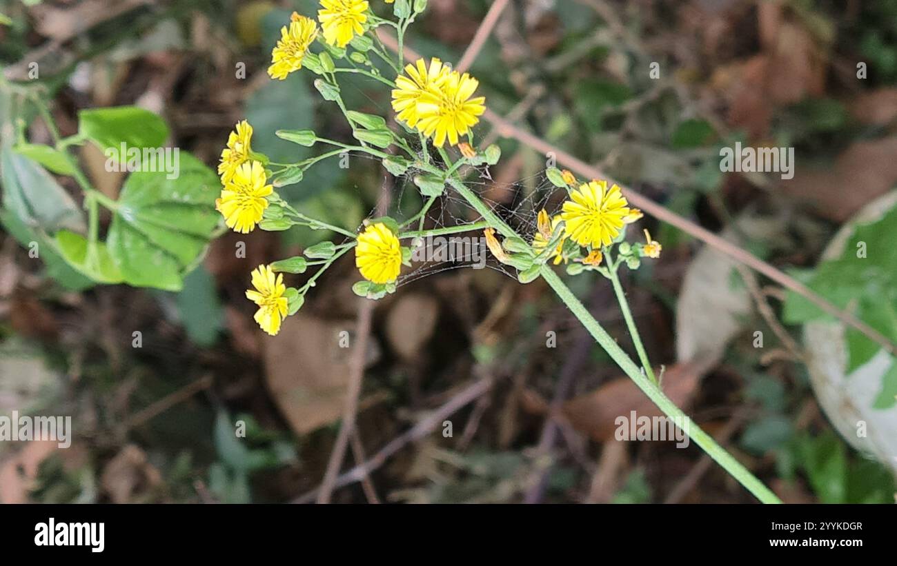 Oriental false hawksbeard (Youngia japonica Stock Photo - Alamy