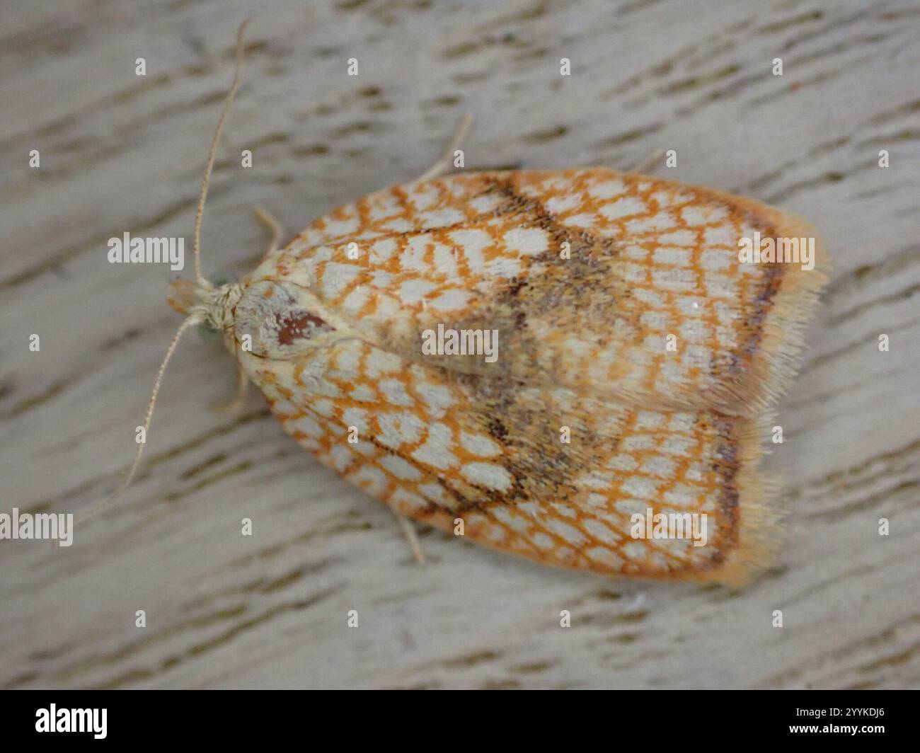 Leaftier moth hi-res stock photography and images - Alamy