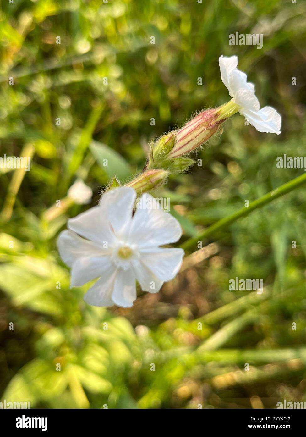 evening lychnis (Silene latifolia alba Stock Photo - Alamy