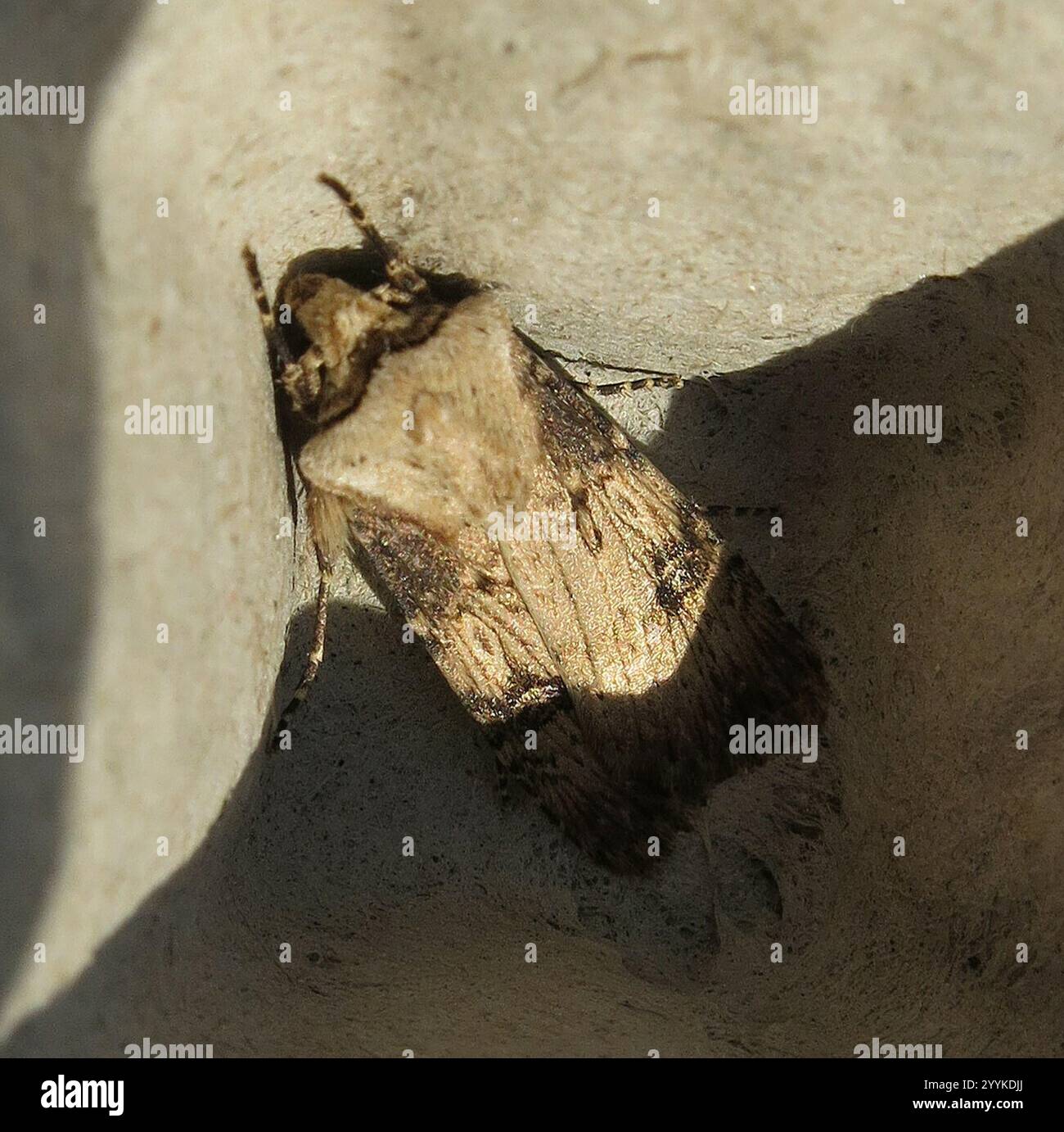 Shuttle-shaped Dart (Agrotis puta Stock Photo - Alamy