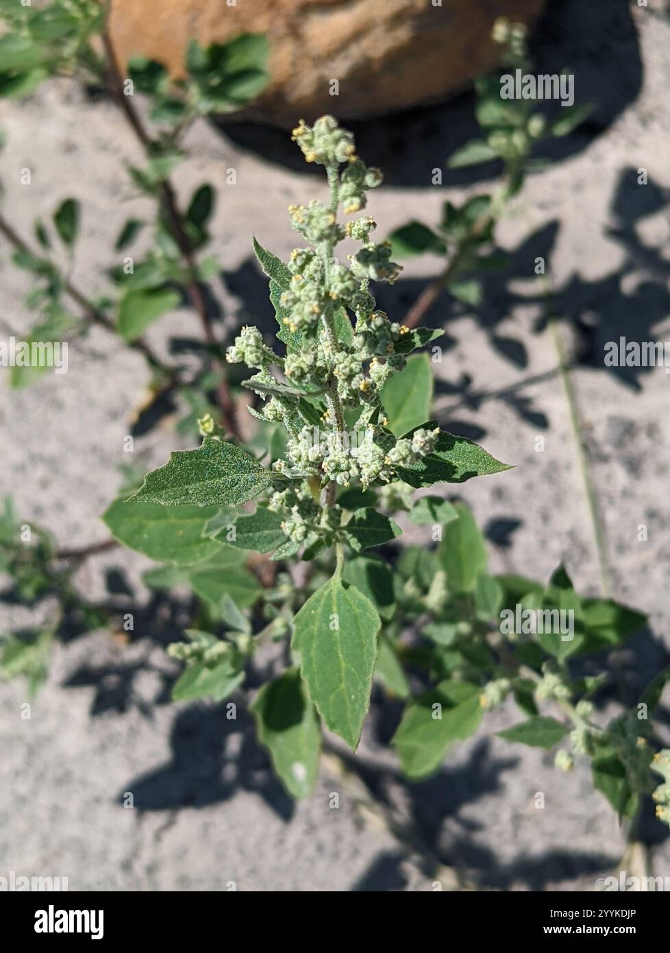 Common Lambsquarters (Chenopodium album Stock Photo - Alamy