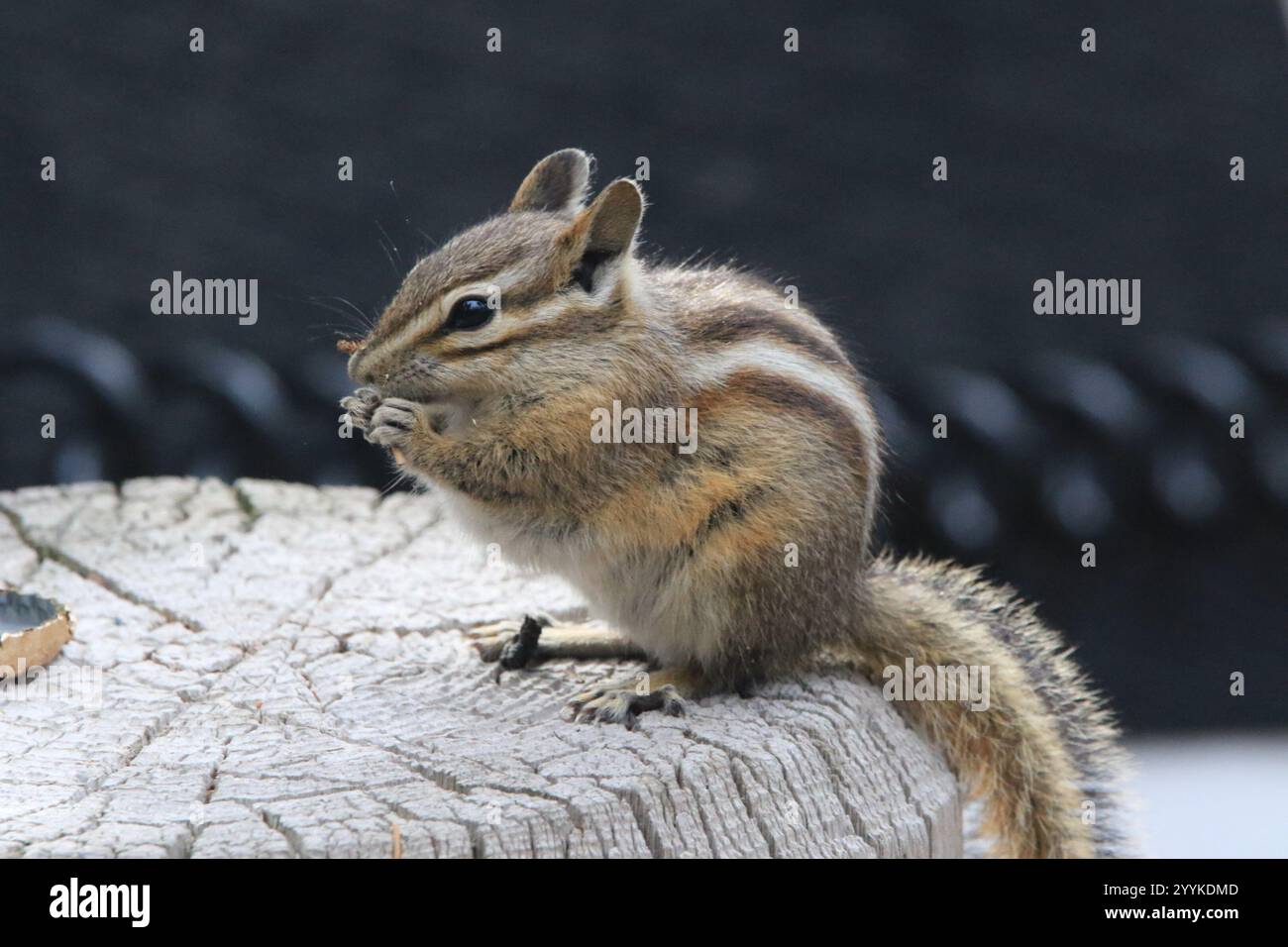 Western chipmunks hi-res stock photography and images - Alamy