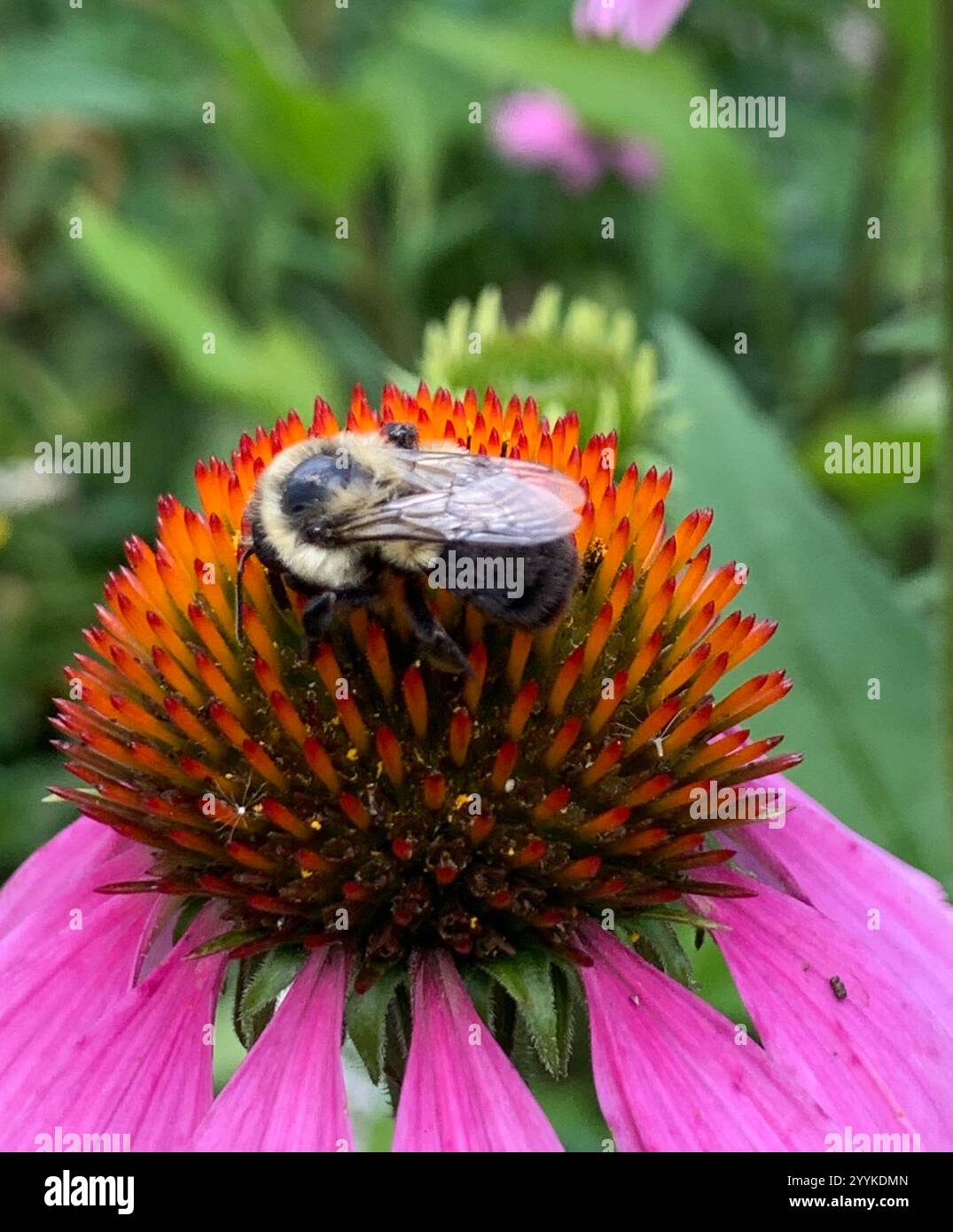Common Eastern Bumble Bee (Bombus impatiens Stock Photo - Alamy