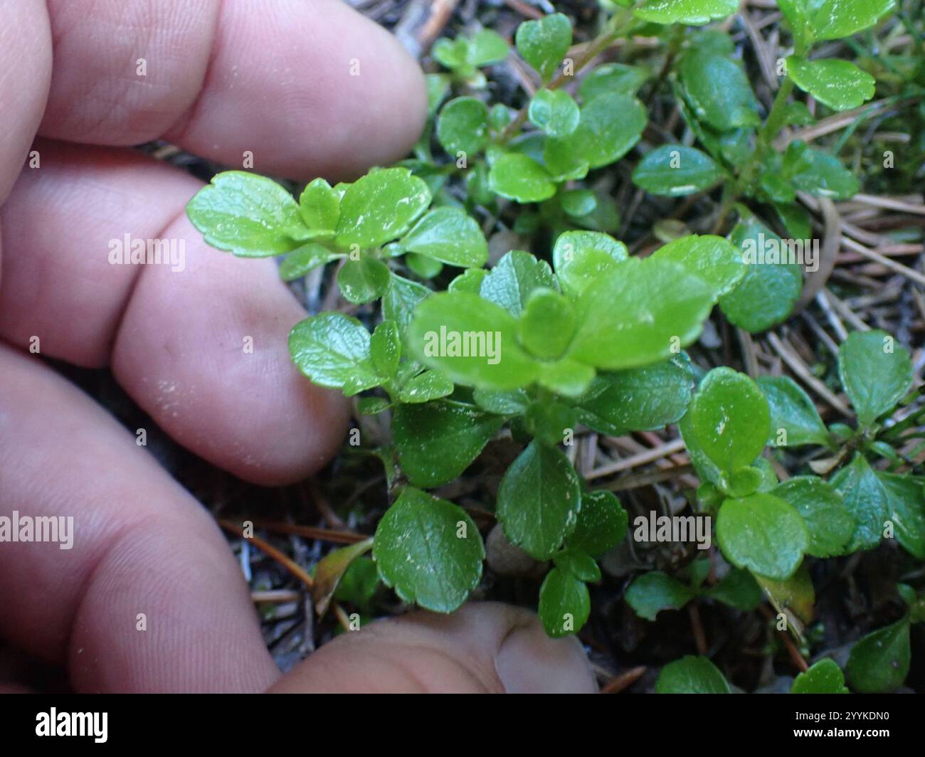 Twinflower (Linnaea borealis Stock Photo - Alamy