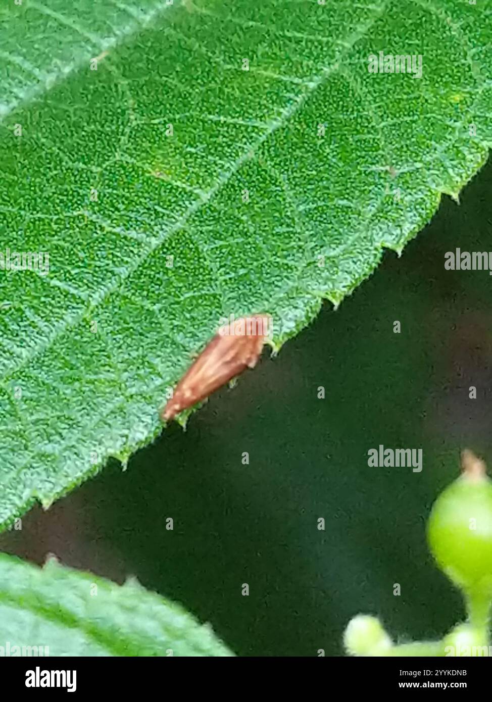 Keeled Treehopper (Entylia carinata Stock Photo - Alamy