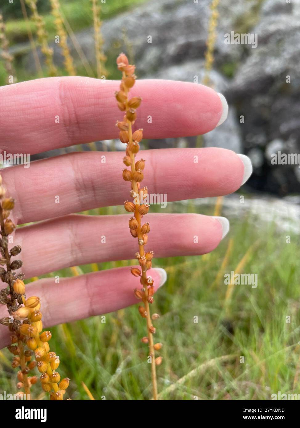 common arrowgrass (Triglochin maritima Stock Photo - Alamy