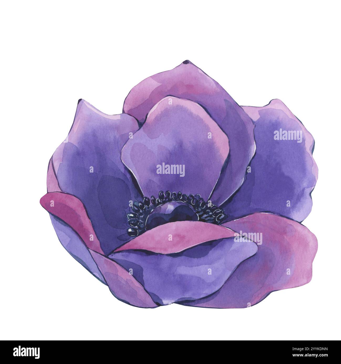Purple anemone illustration Cut Out Stock Images & Pictures - Alamy